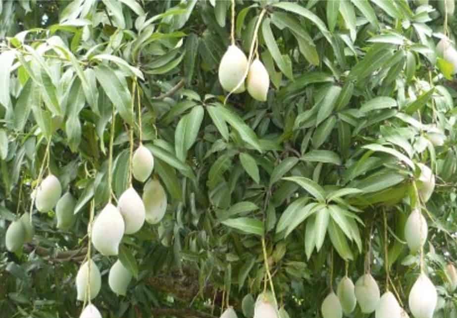 Onder de Mangoboom | Jurgen & Katja