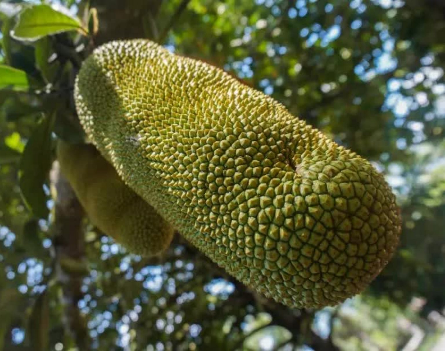 Field Guide to Fruit on Madagascar