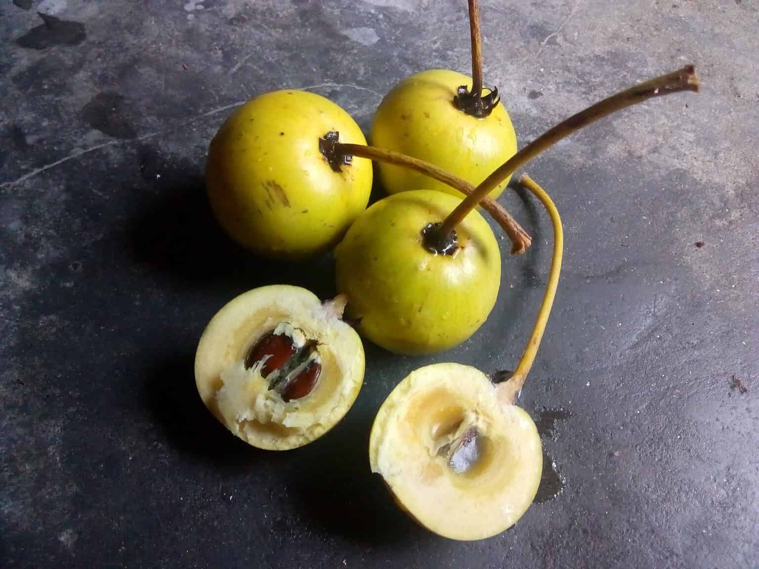 Field Guide to Fruit on Madagascar